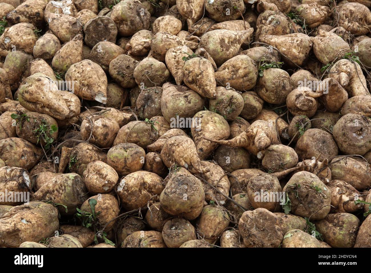 sugar beet, sugar beets Stock Photo - Alamy