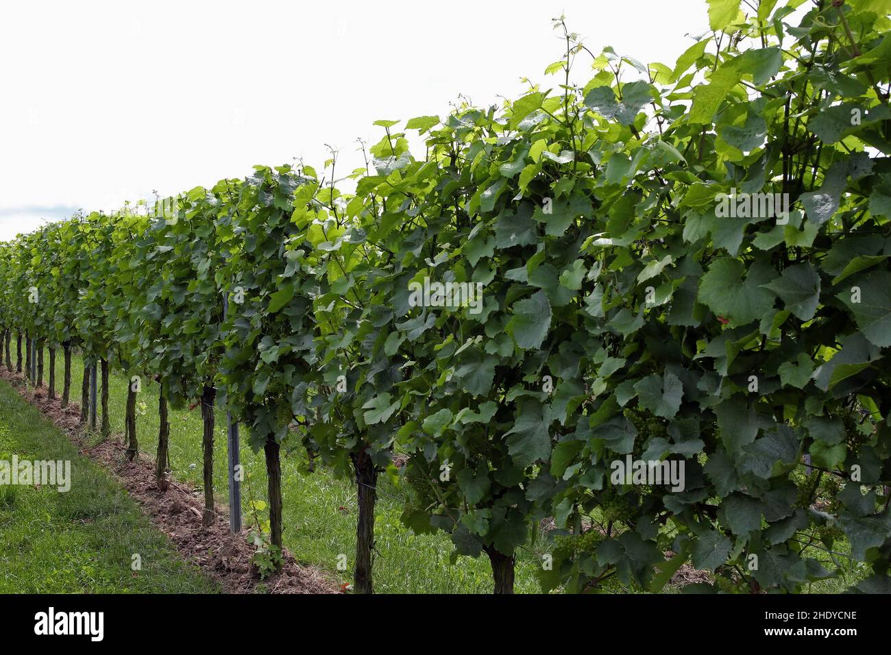 Vine lines hi-res stock photography and images - Alamy