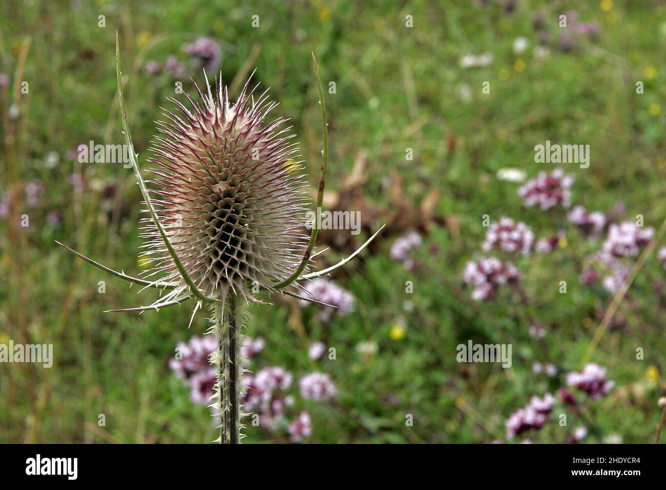 Warm teasel hi-res stock photography and images - Alamy