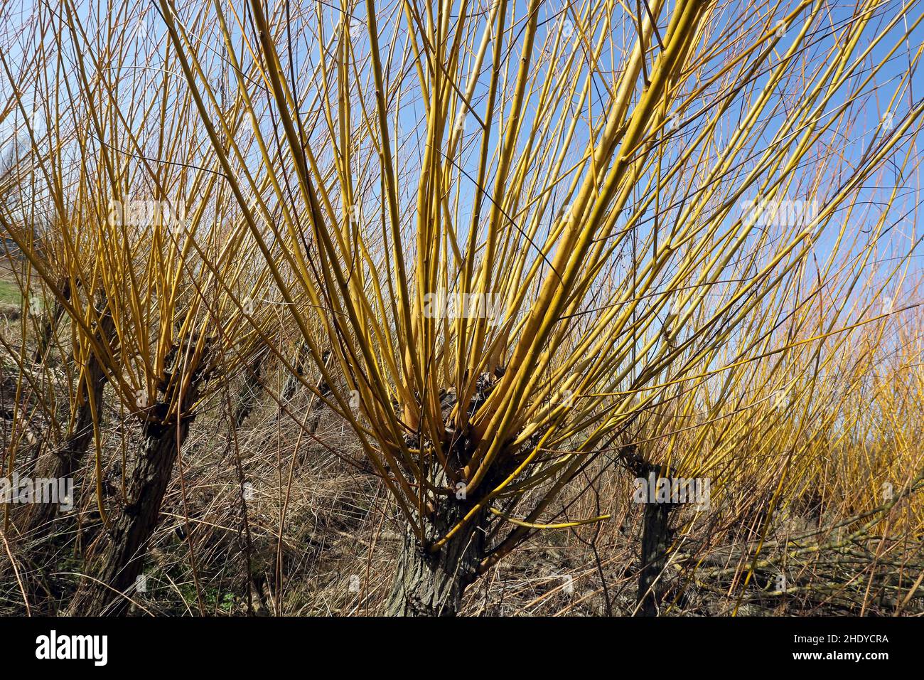 Osiers hi-res stock photography and images - Alamy