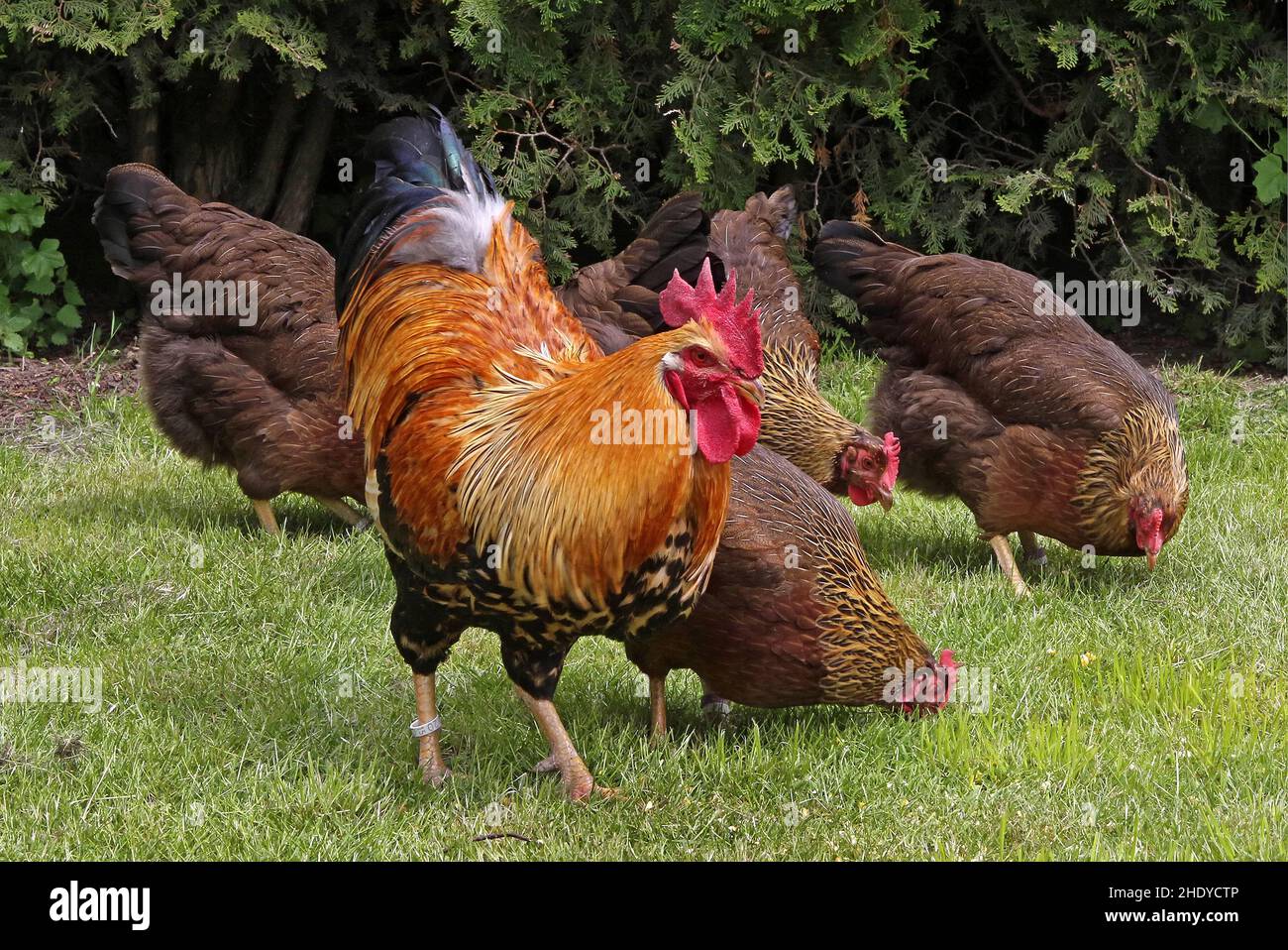 chicken, welsumer, chickens Stock Photo - Alamy