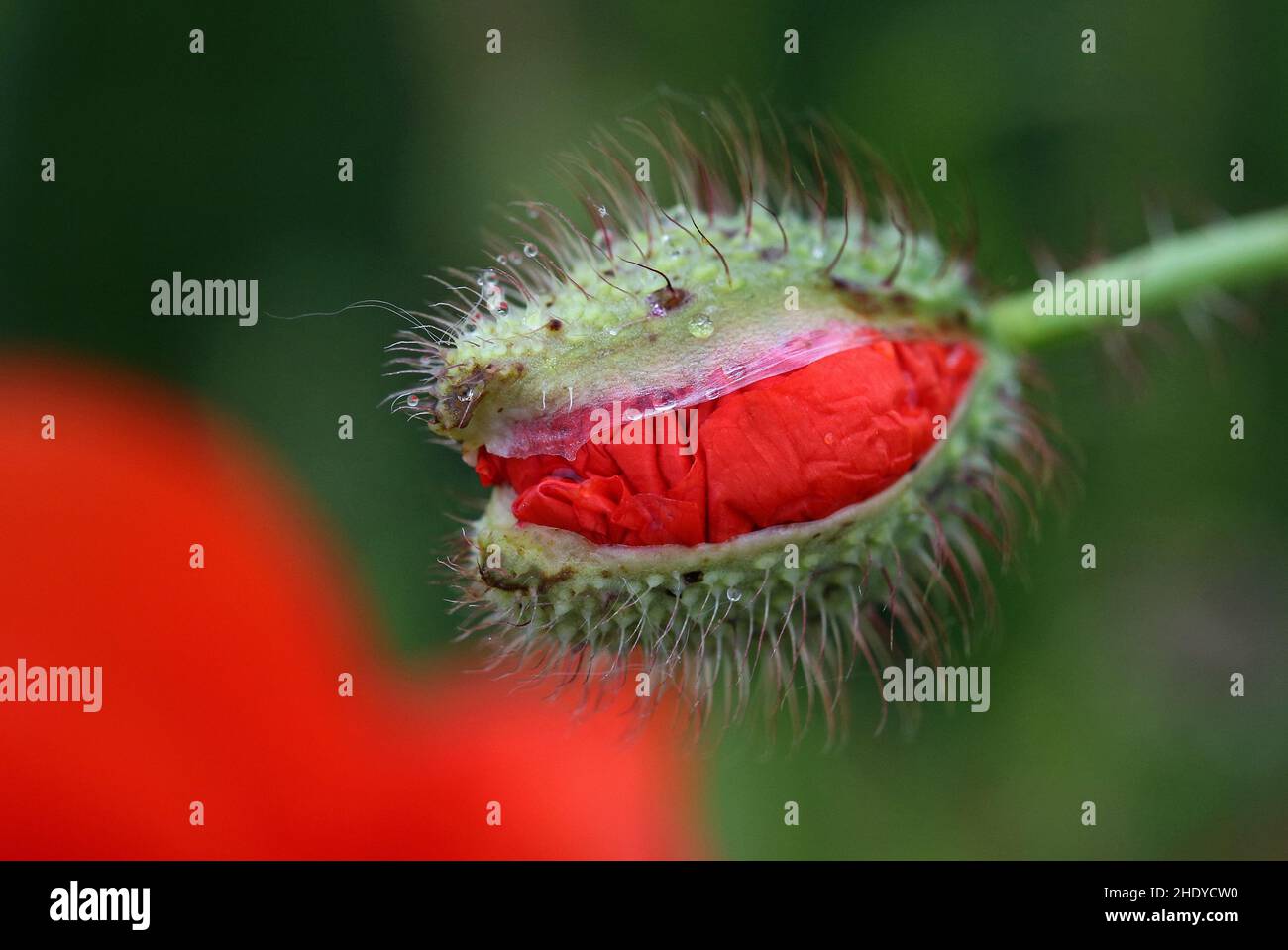 poppies, bud, poppy, buds Stock Photo - Alamy