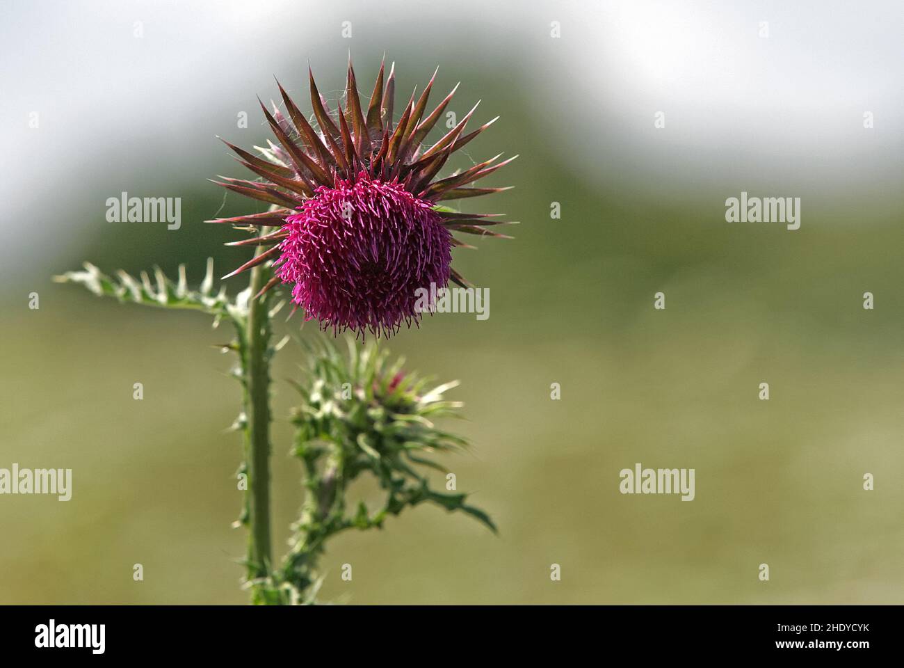 thistle, musk thistle, thistles Stock Photo - Alamy