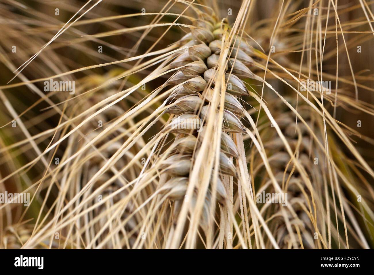 Awns hi-res stock photography and images - Alamy