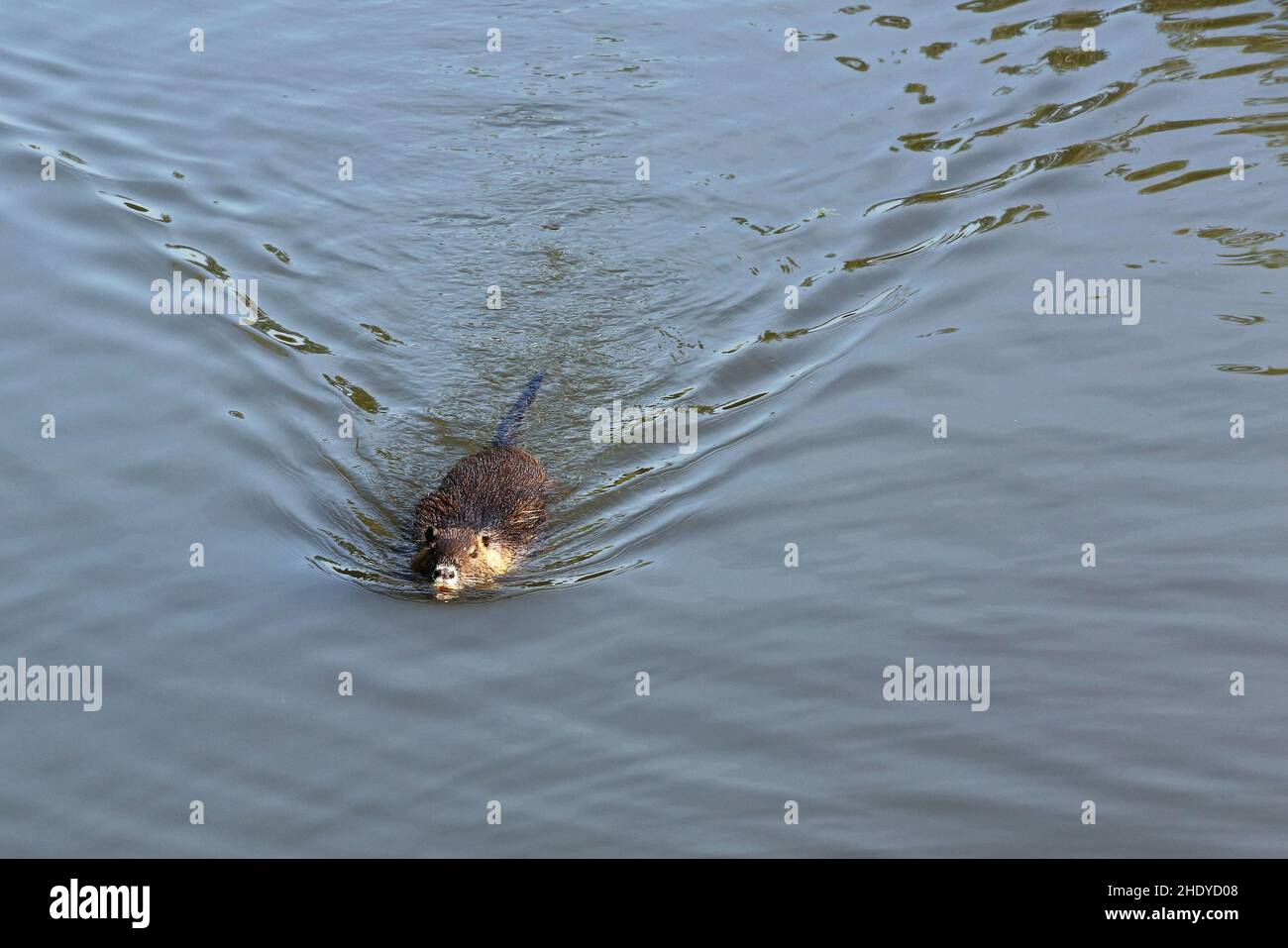 nutria, swamp beaver, coypu, nutrias Stock Photo - Alamy