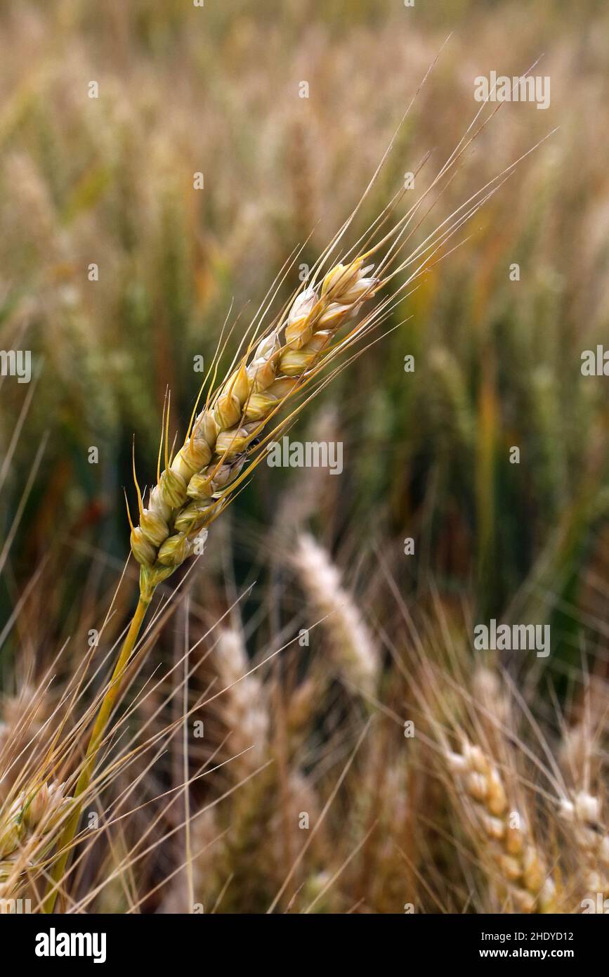 Grain awns hi-res stock photography and images - Alamy