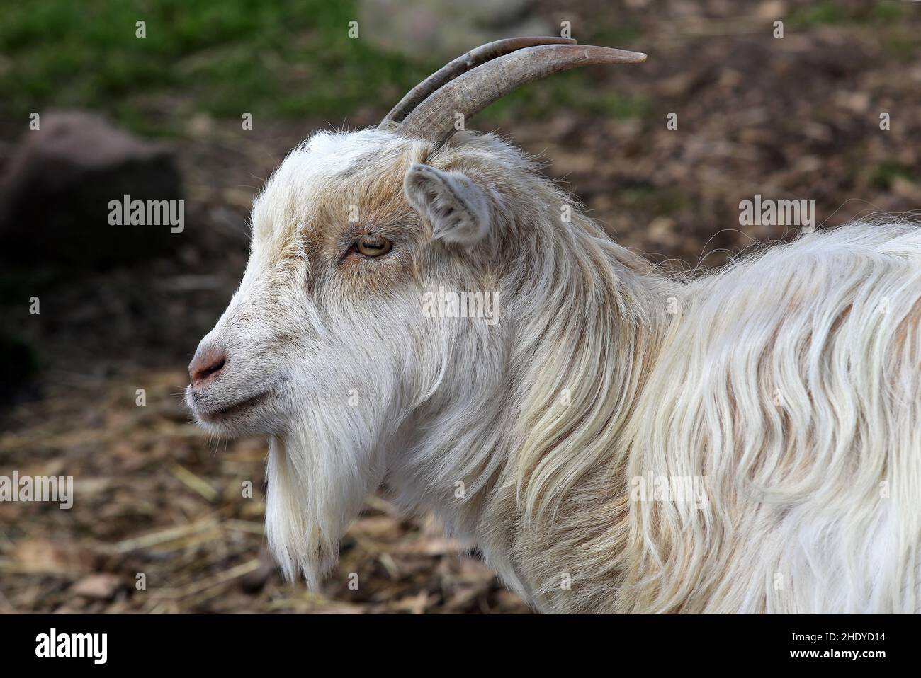 Lying goat hi-res stock photography and images - Alamy