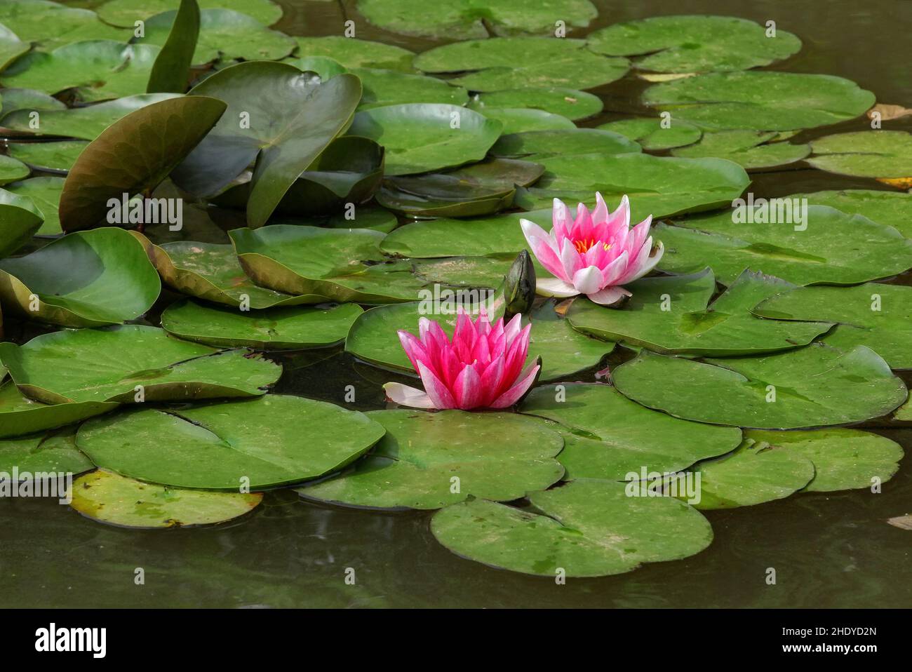 water plant, water lily, water plants, water lilies, waterlilie ...