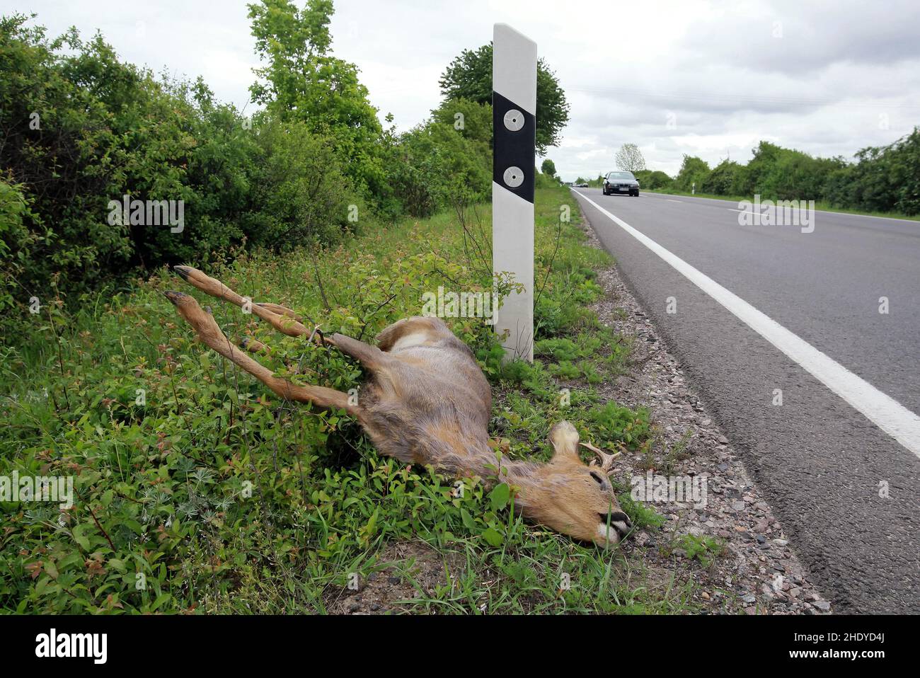 dead animal, deer, roadkill, dead animals, deers, roe deer, stag ...