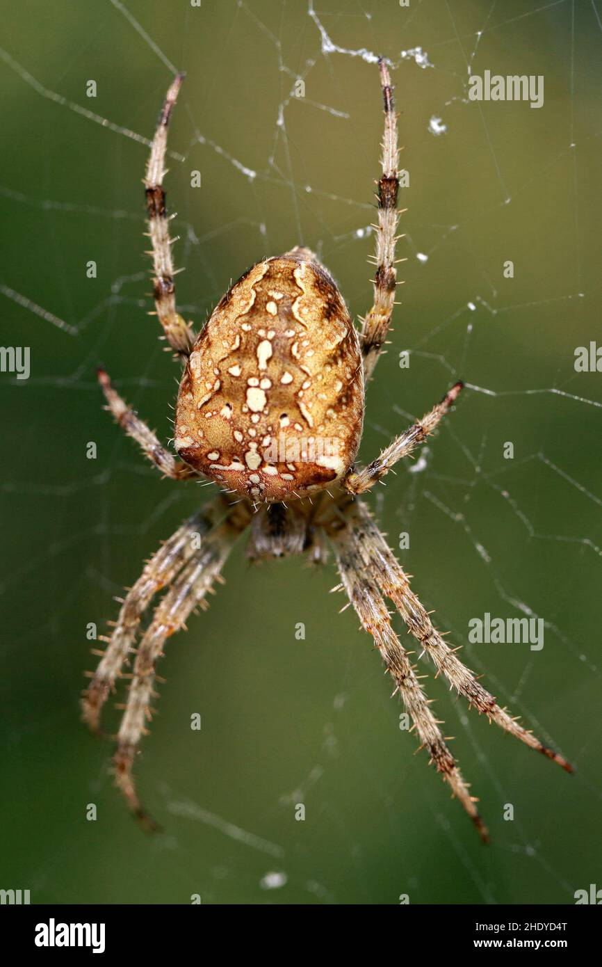 garden cross spider, garden cross spiders Stock Photo - Alamy