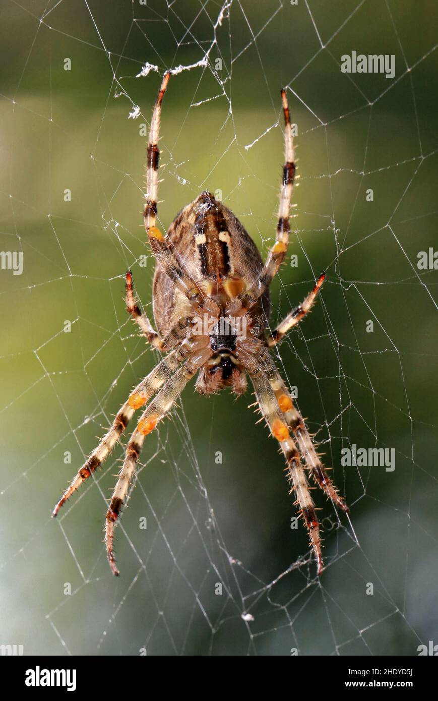 Types Of Garden Spiders at Dina Mcalpin blog