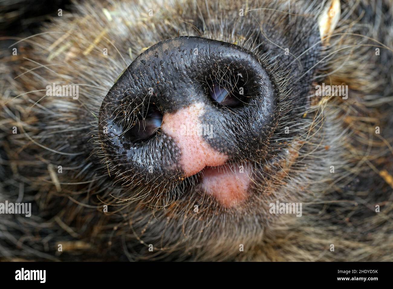 Pig snouts hi-res stock photography and images - Alamy
