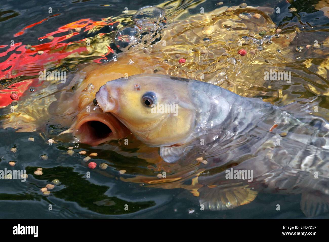 Two koi carps hi-res stock photography and images - Alamy
