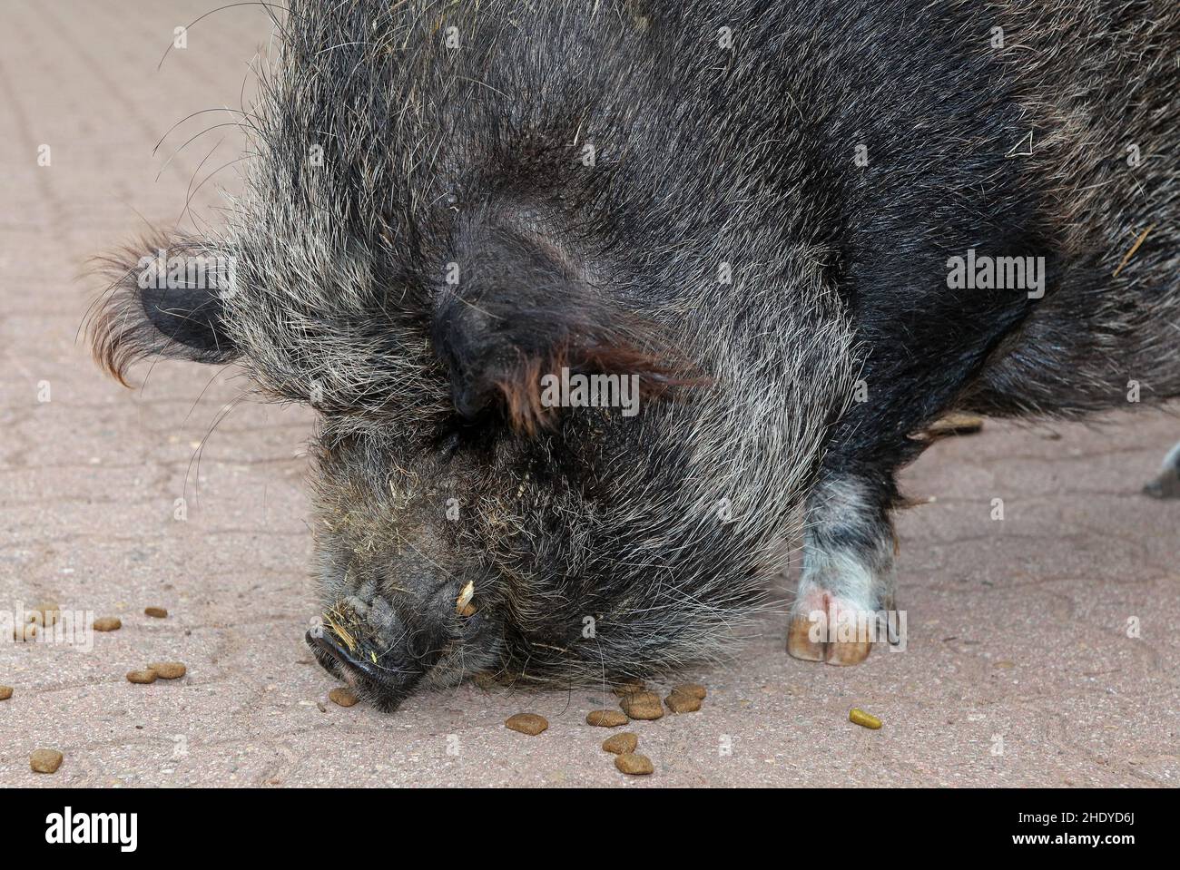 pot bellied pig, pot-bellied pigs Stock Photo - Alamy