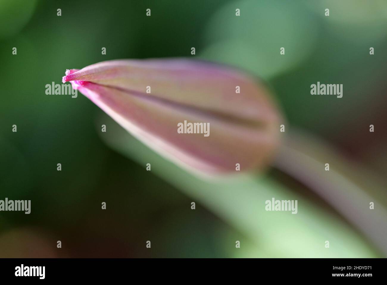 tulip, bud, tulips, buds Stock Photo - Alamy