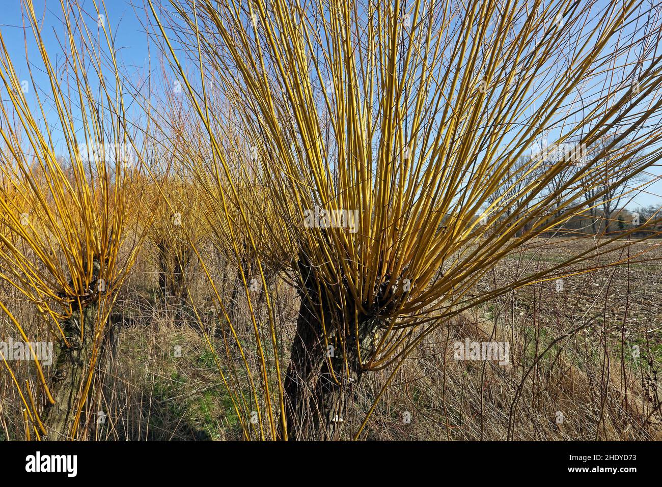 Osiers hi-res stock photography and images - Alamy