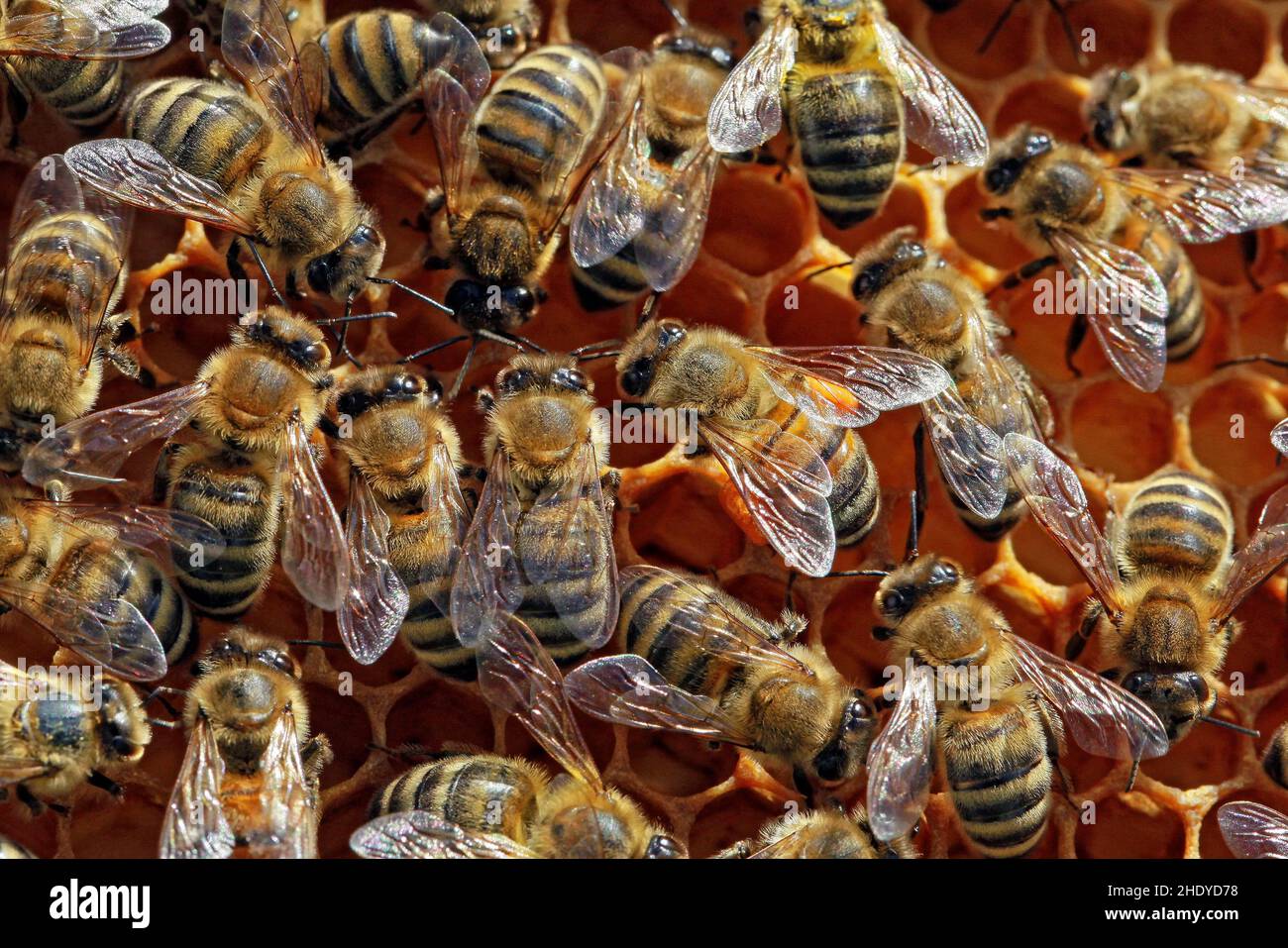 beehive, honey bee, beehives, honey bees Stock Photo - Alamy