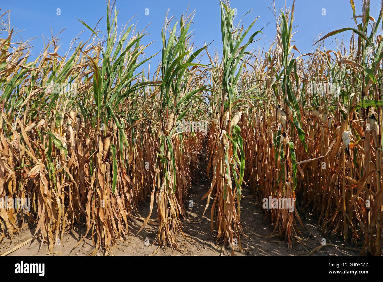 maize field, maize plant, maize cultivation, cornfields, corn plants ...