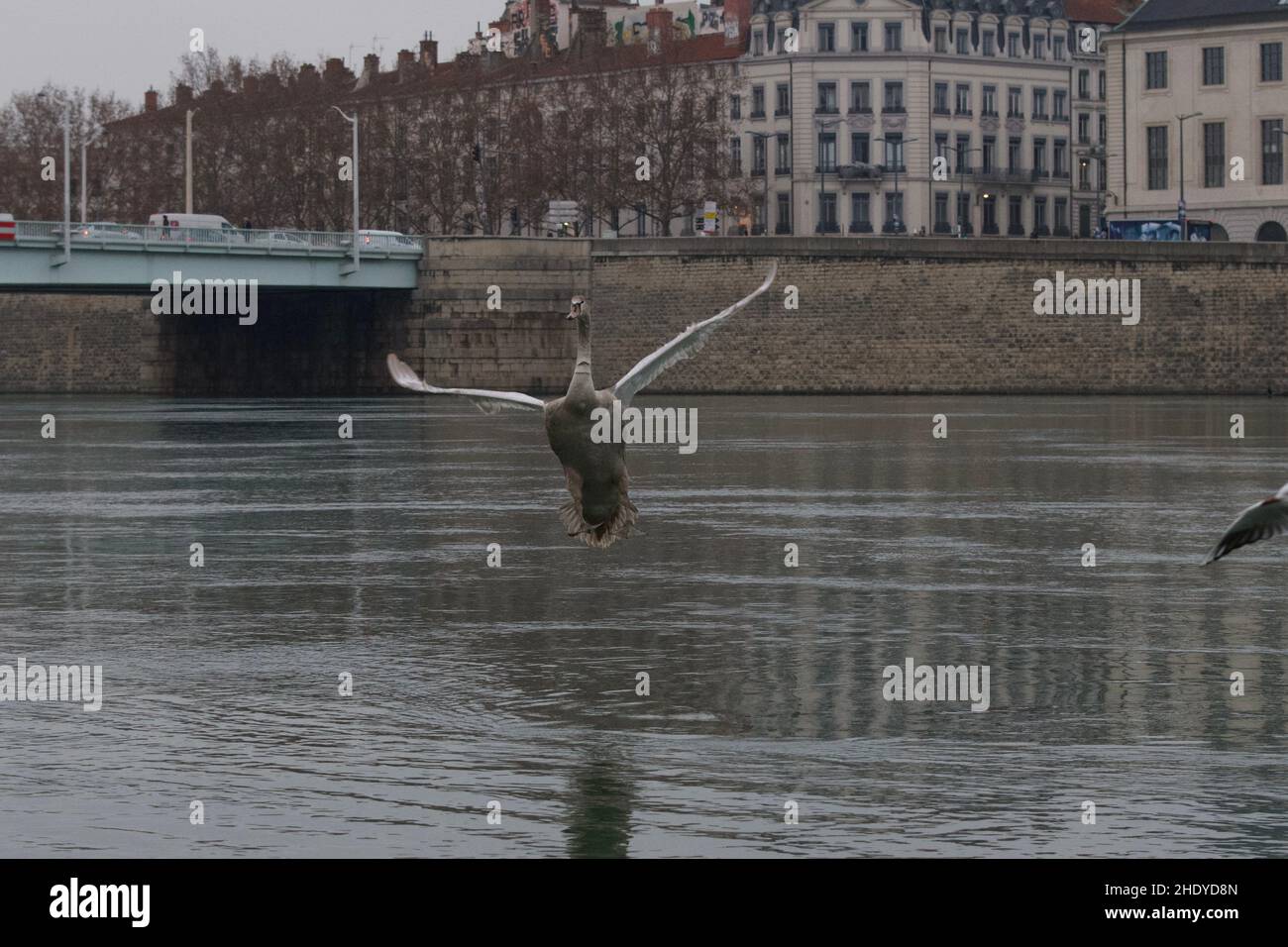 Cygnet river bridge hi-res stock photography and images - Alamy