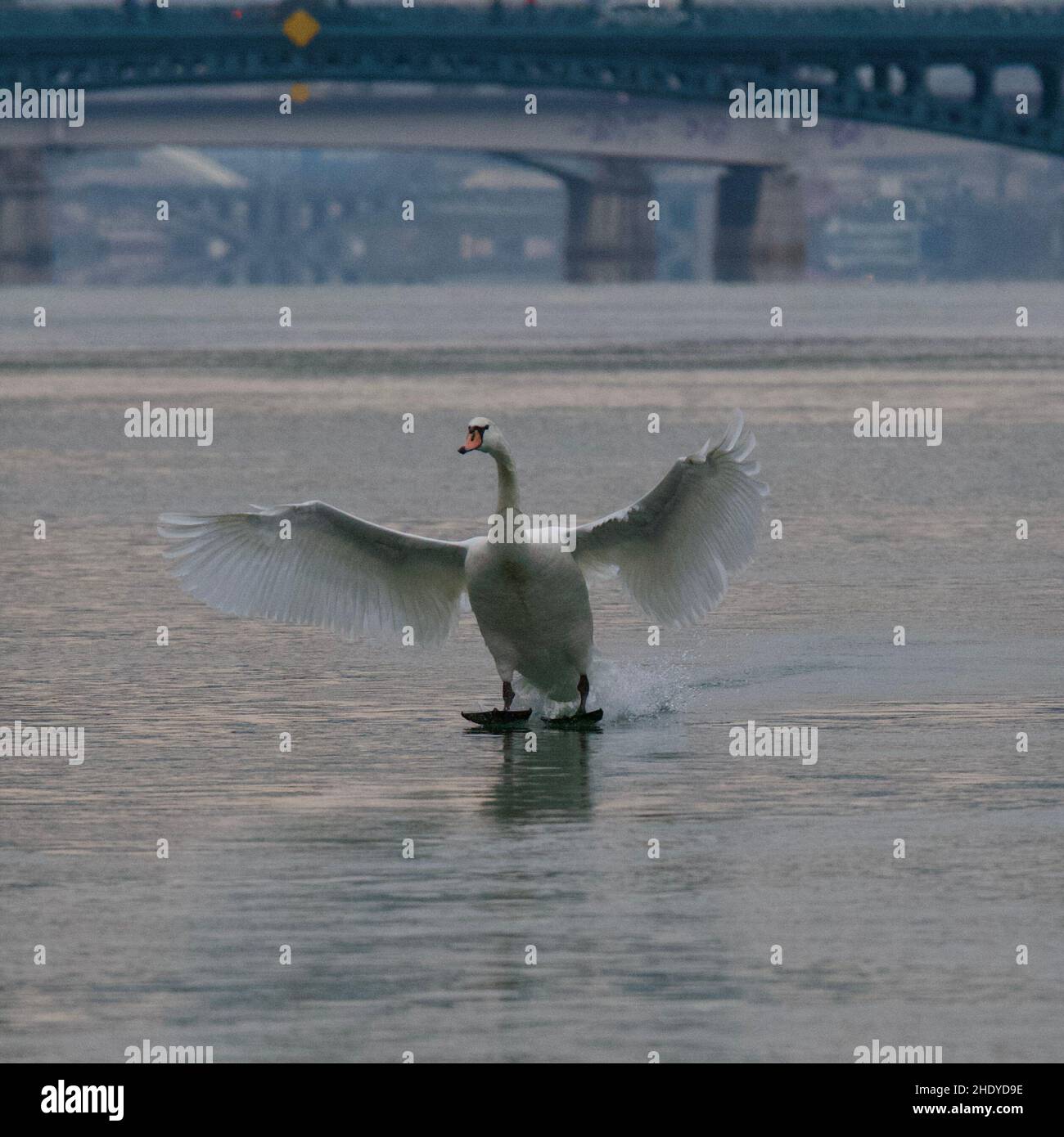 Cygnet river bridge hi-res stock photography and images - Alamy