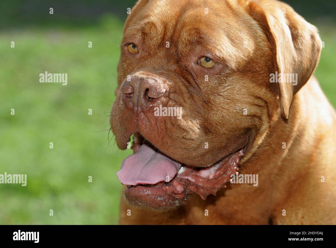 Dogge hi-res stock photography and images - Alamy