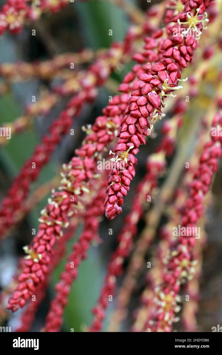 inflorescence, jelly palm, inflorescences Stock Photo - Alamy