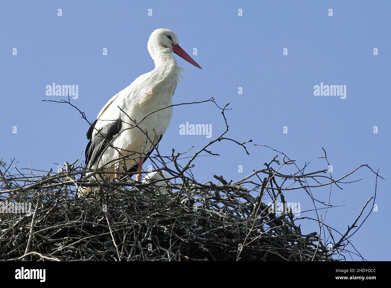 Storks cool cool cool hi-res stock photography and images - Alamy