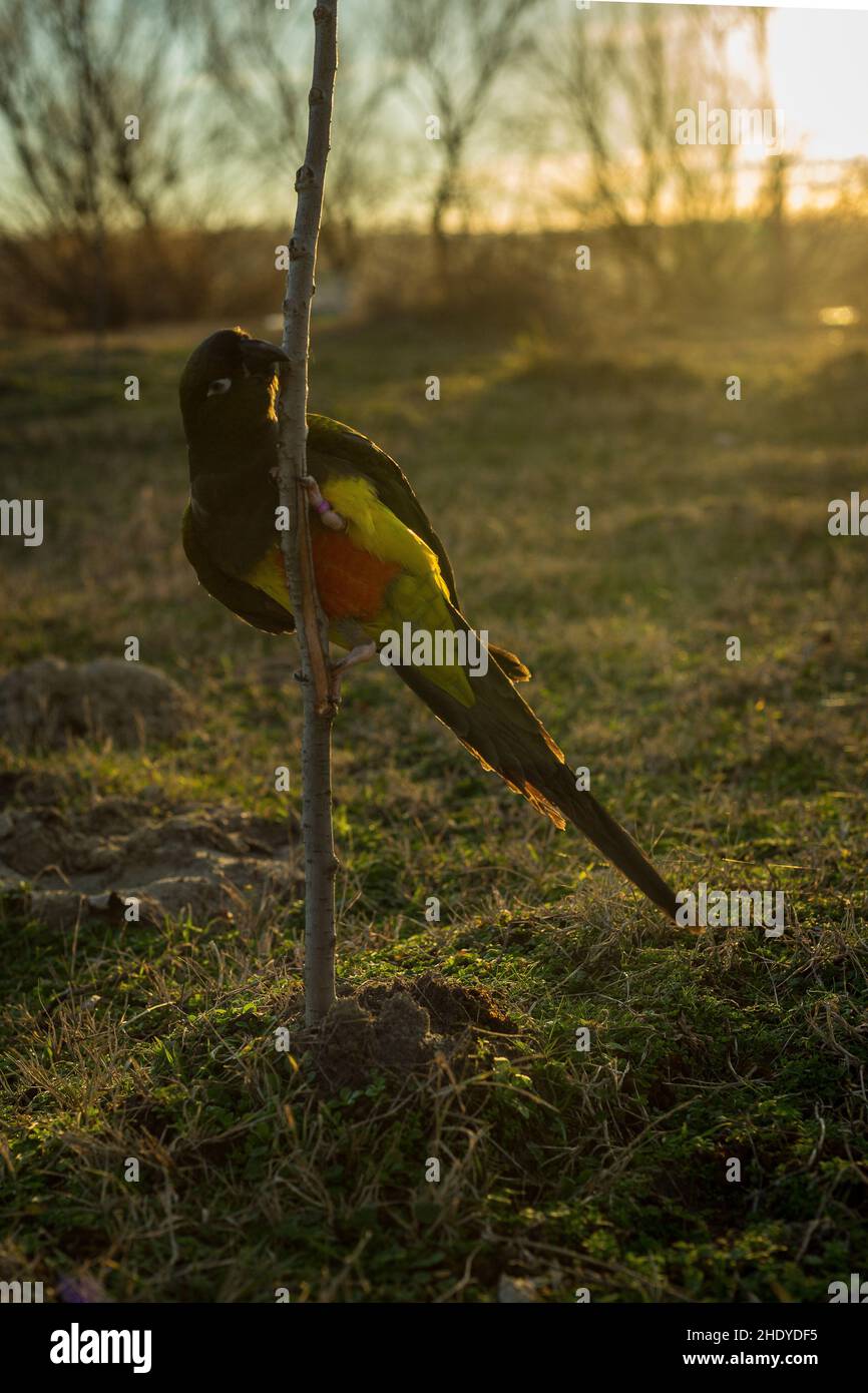 Patagonian conure on a sunny day Stock Photo - Alamy