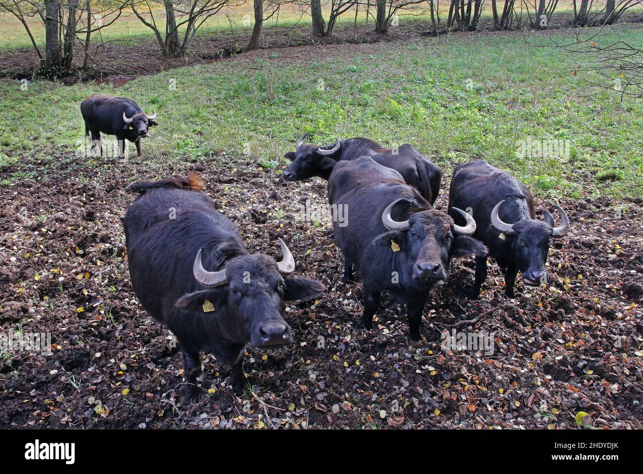 water buffalo, water buffalos Stock Photo - Alamy