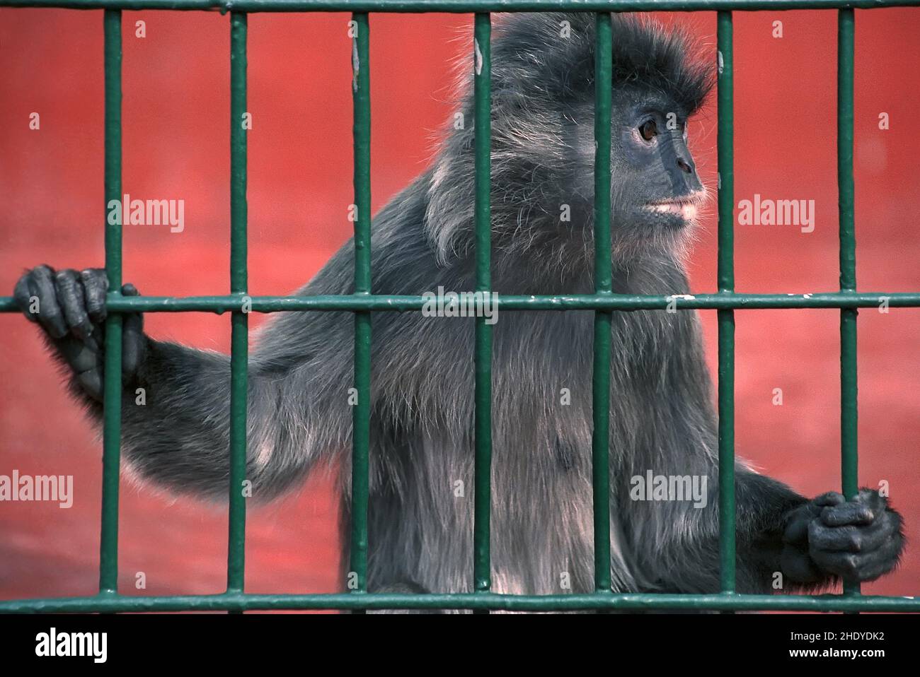 monkey, caught, monkeys, primates, caughts Stock Photo - Alamy