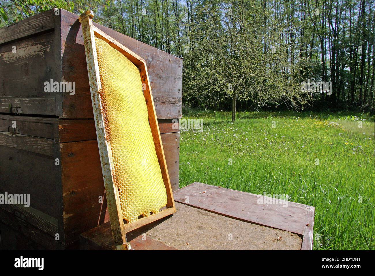 beehive, honeycomb, bee box, beehives, honeycombs, apiary, bee boxs ...