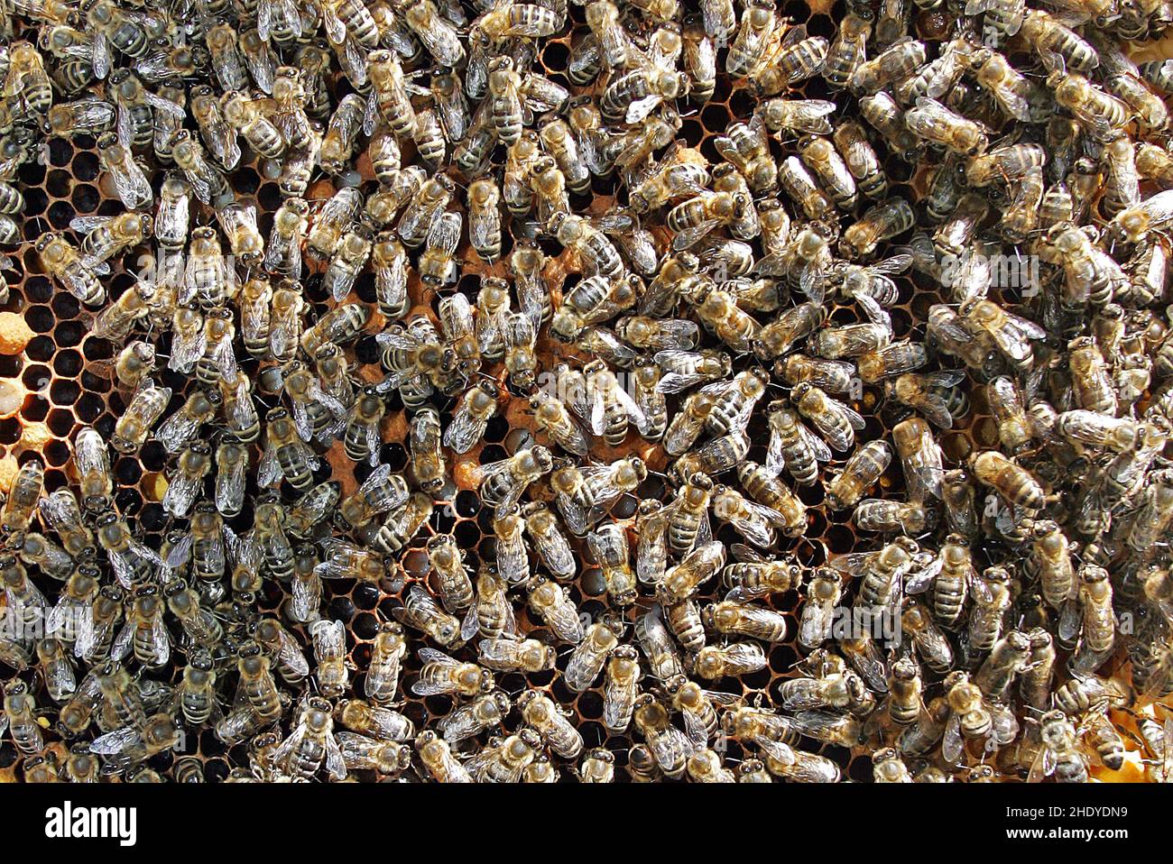 bees, bee colony, Honey bee, bee, bee colonies, beehive Stock Photo - Alamy