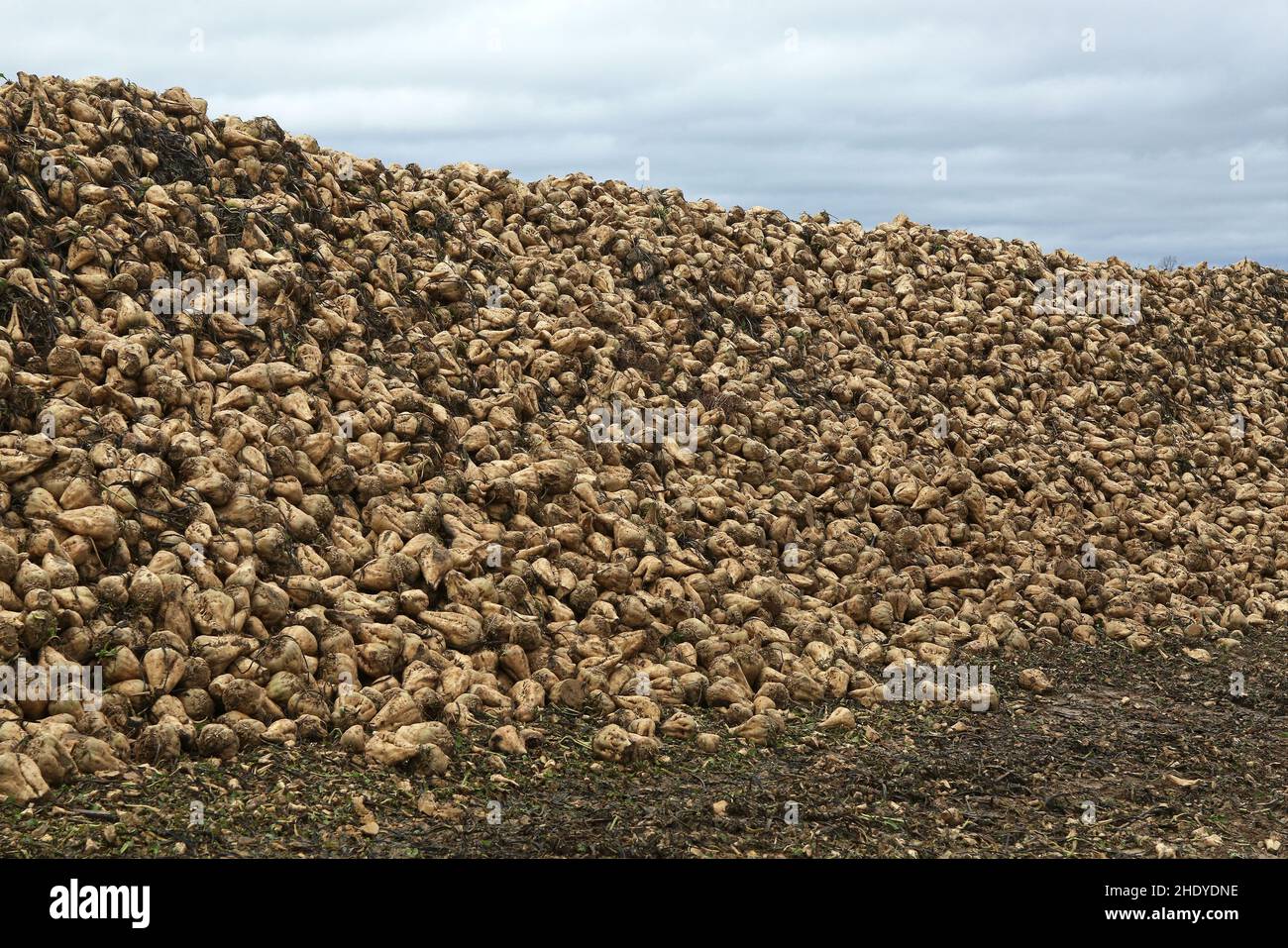 sugar beet, harvest, sugar beets, harvests Stock Photo - Alamy
