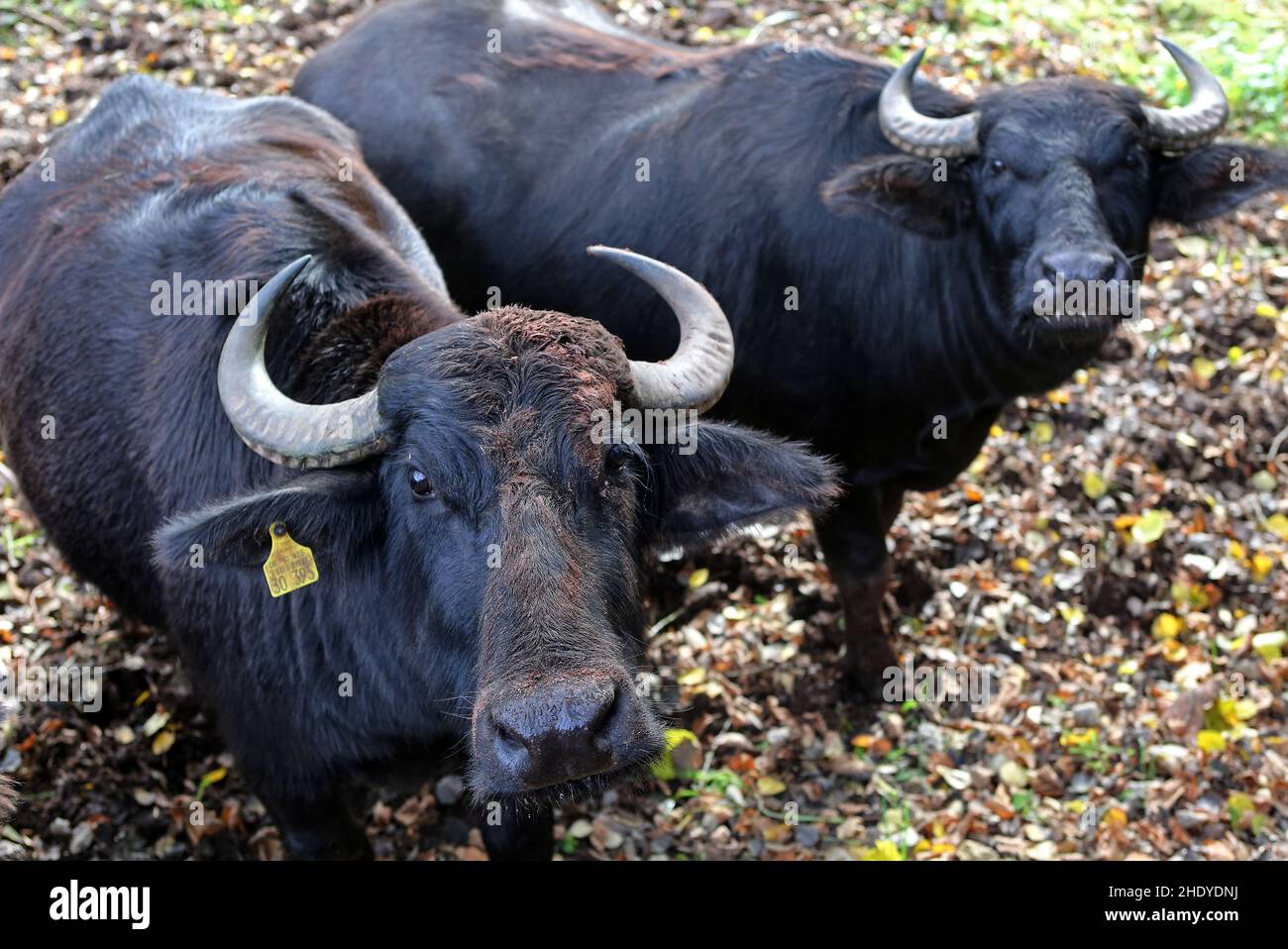 2 water buffalo hi-res stock photography and images - Alamy