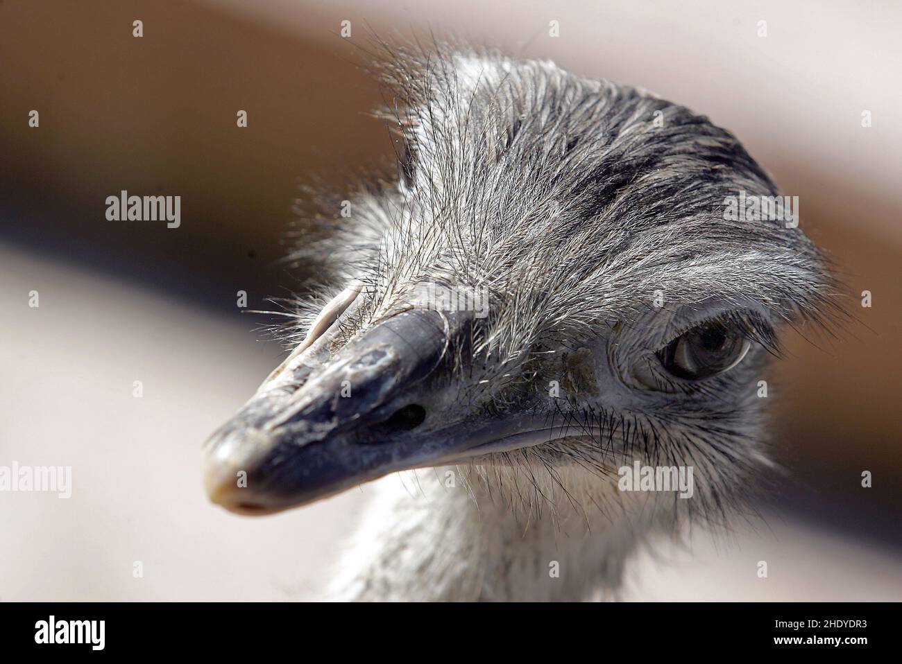 Nandu hi-res stock photography and images - Alamy