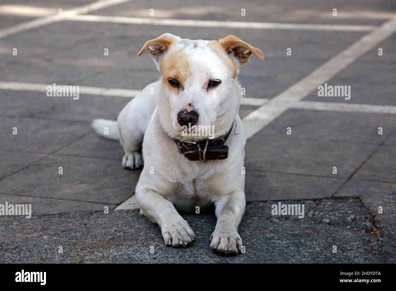 Mixed lengths hi-res stock photography and images - Alamy