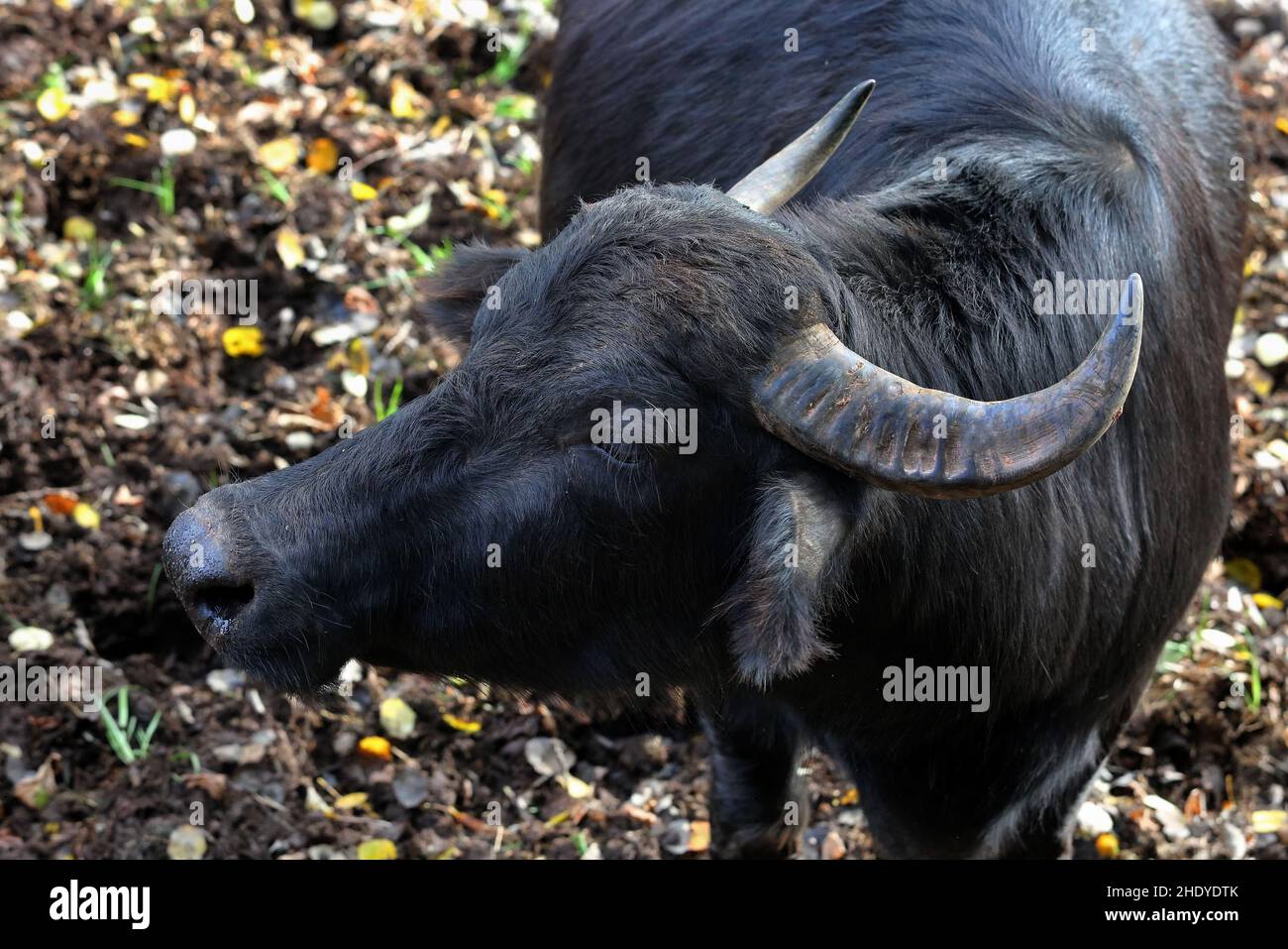 water buffalo, water buffalos Stock Photo - Alamy