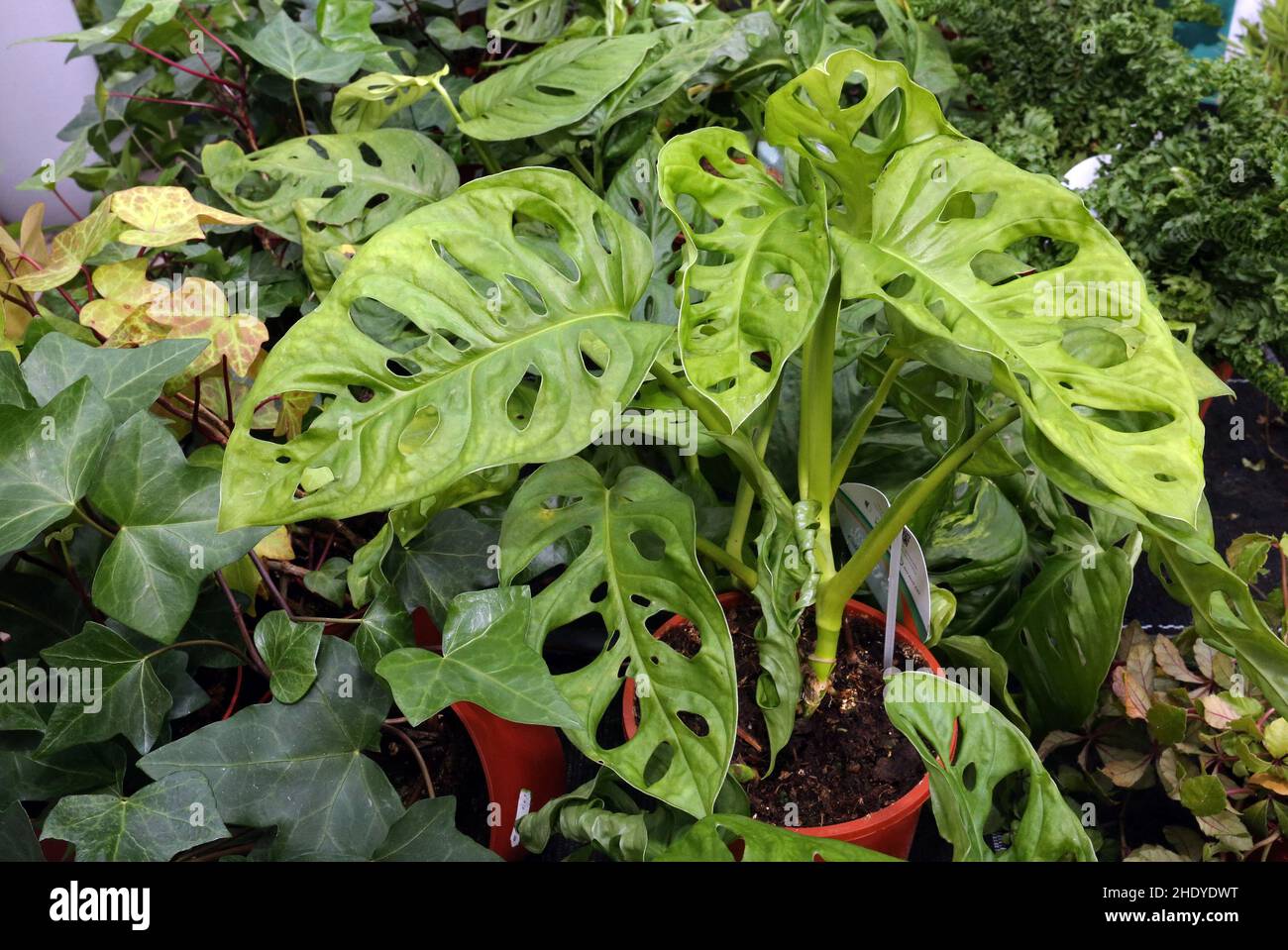 ornamental plant, monstera, monsteras Stock Photo - Alamy