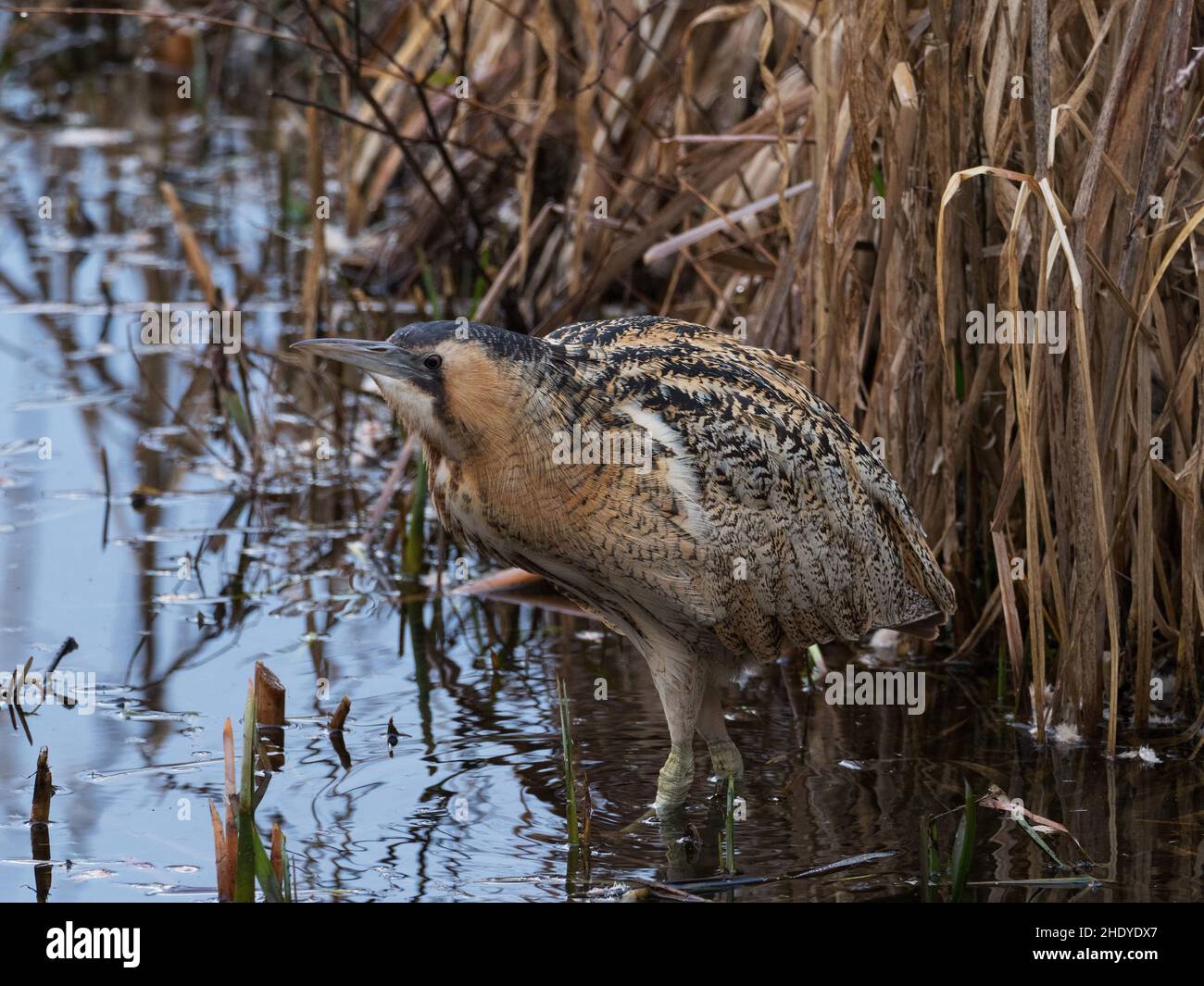 Great bittern Botaurus stellaris in a water channel amongst Reedmace ...