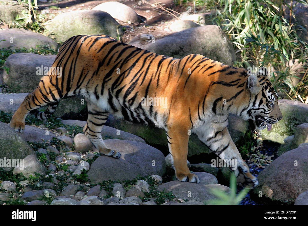 sumatra tiger, sumatra tigers Stock Photo - Alamy