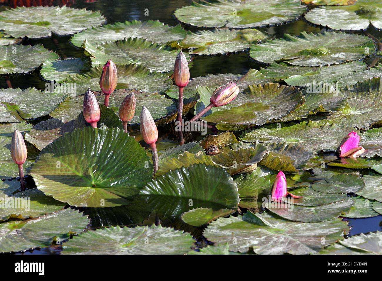 buds, water lily, bud, water lilies, waterlilie, waterlilies Stock ...