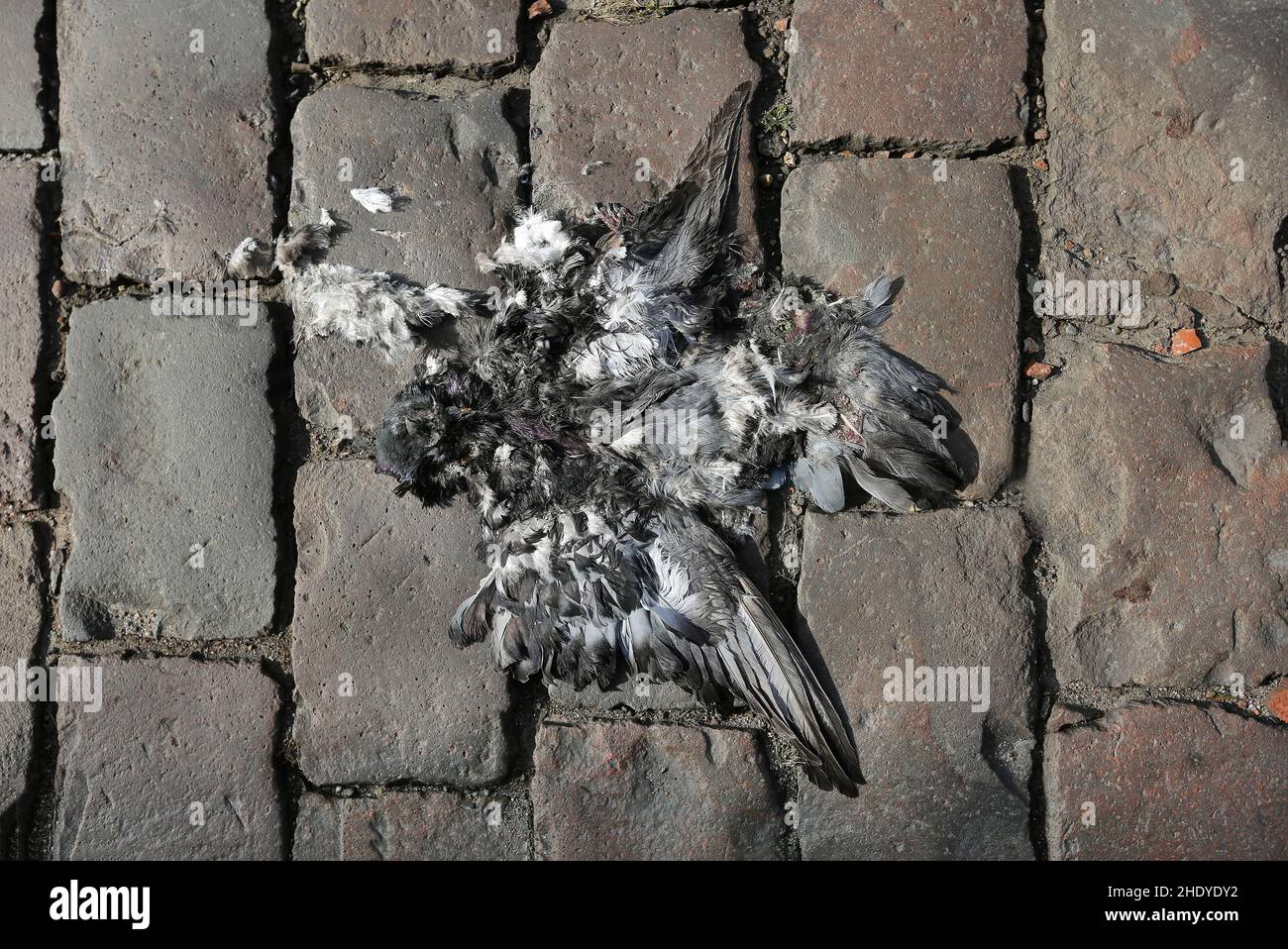 dead animal, dove, dead animals, doves Stock Photo - Alamy