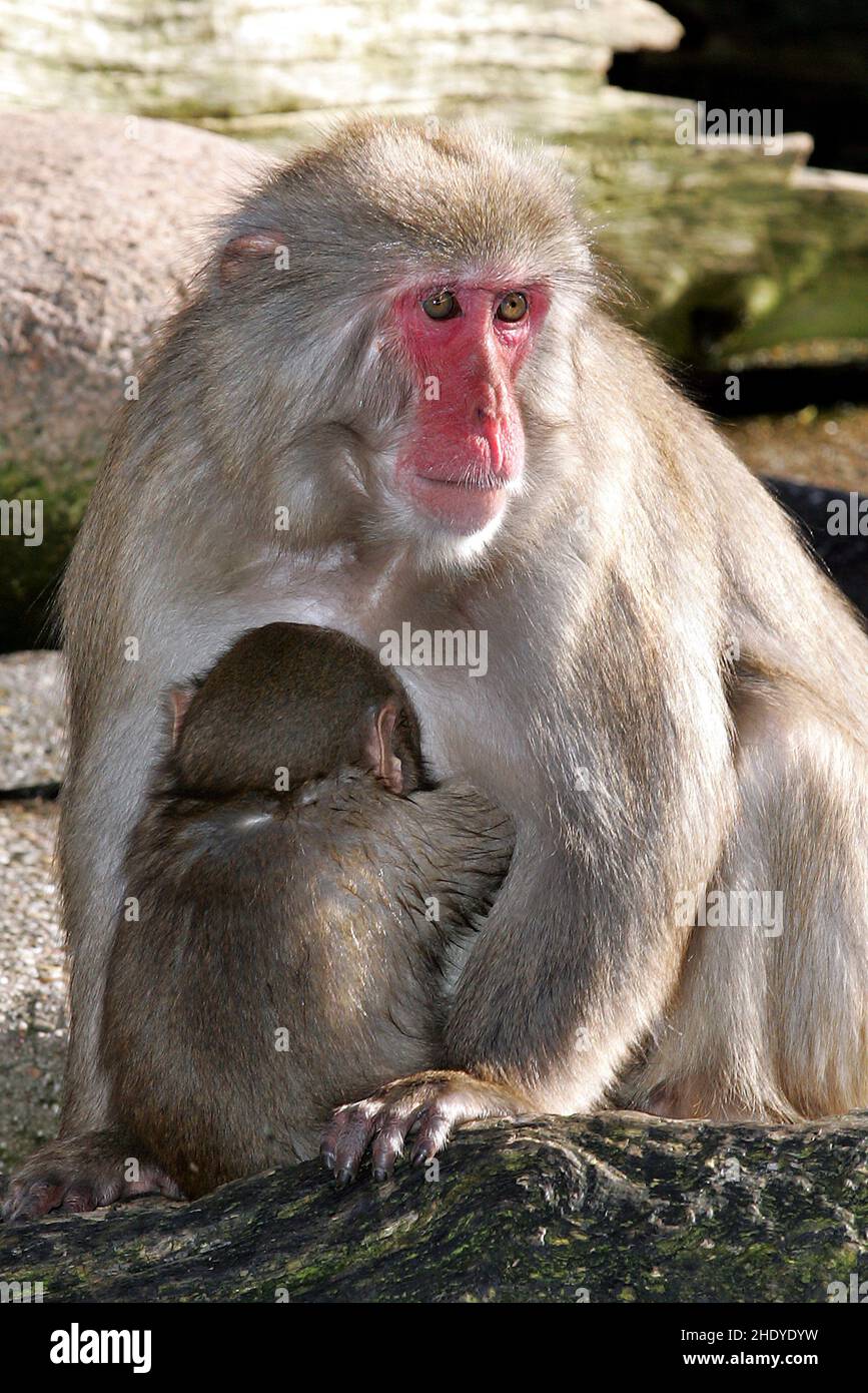baby monkey, japanese macaque, baby monkeys, baby primates, japanese ...