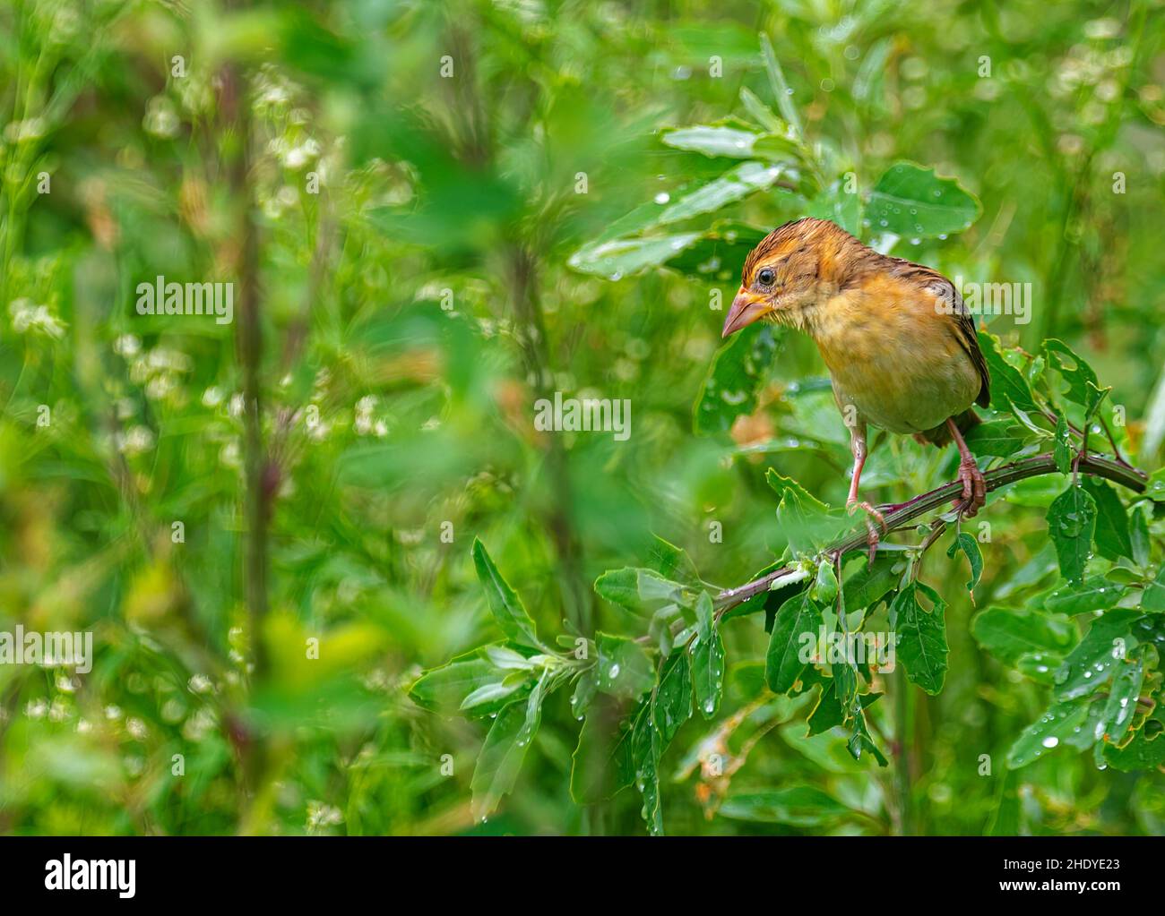 Weaver Bird hiding in plants in a garden Stock Photo - Alamy