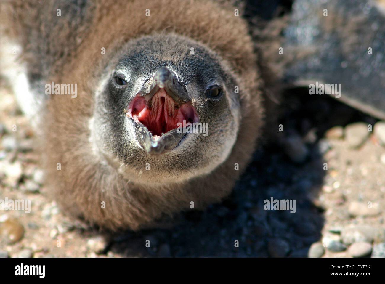 chicks, Magellanic penguin, baby chicken, baby duck, chicken baby ...