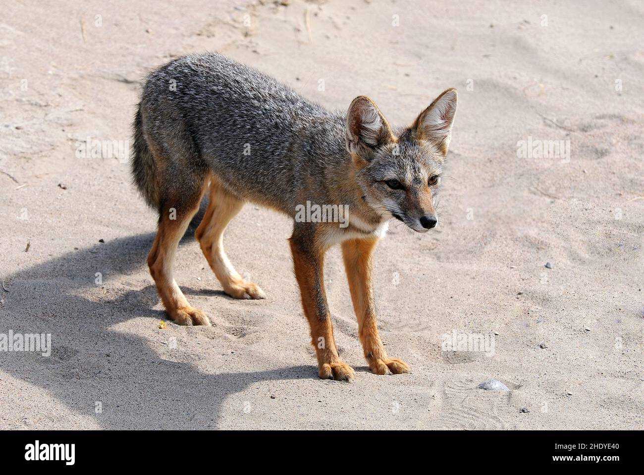 Fuegian dog hi-res stock photography and images - Alamy