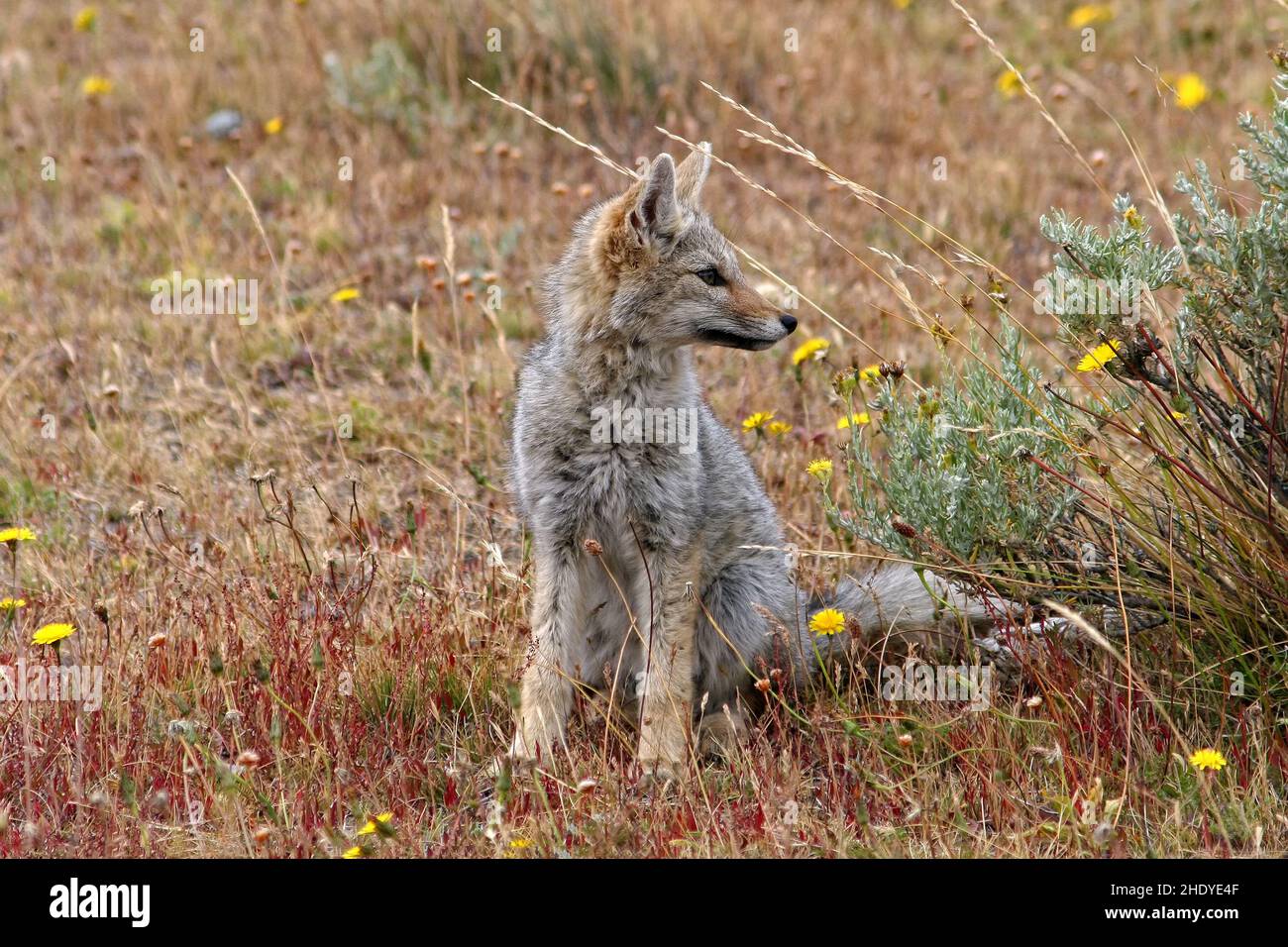 south american gray fox Stock Photo - Alamy