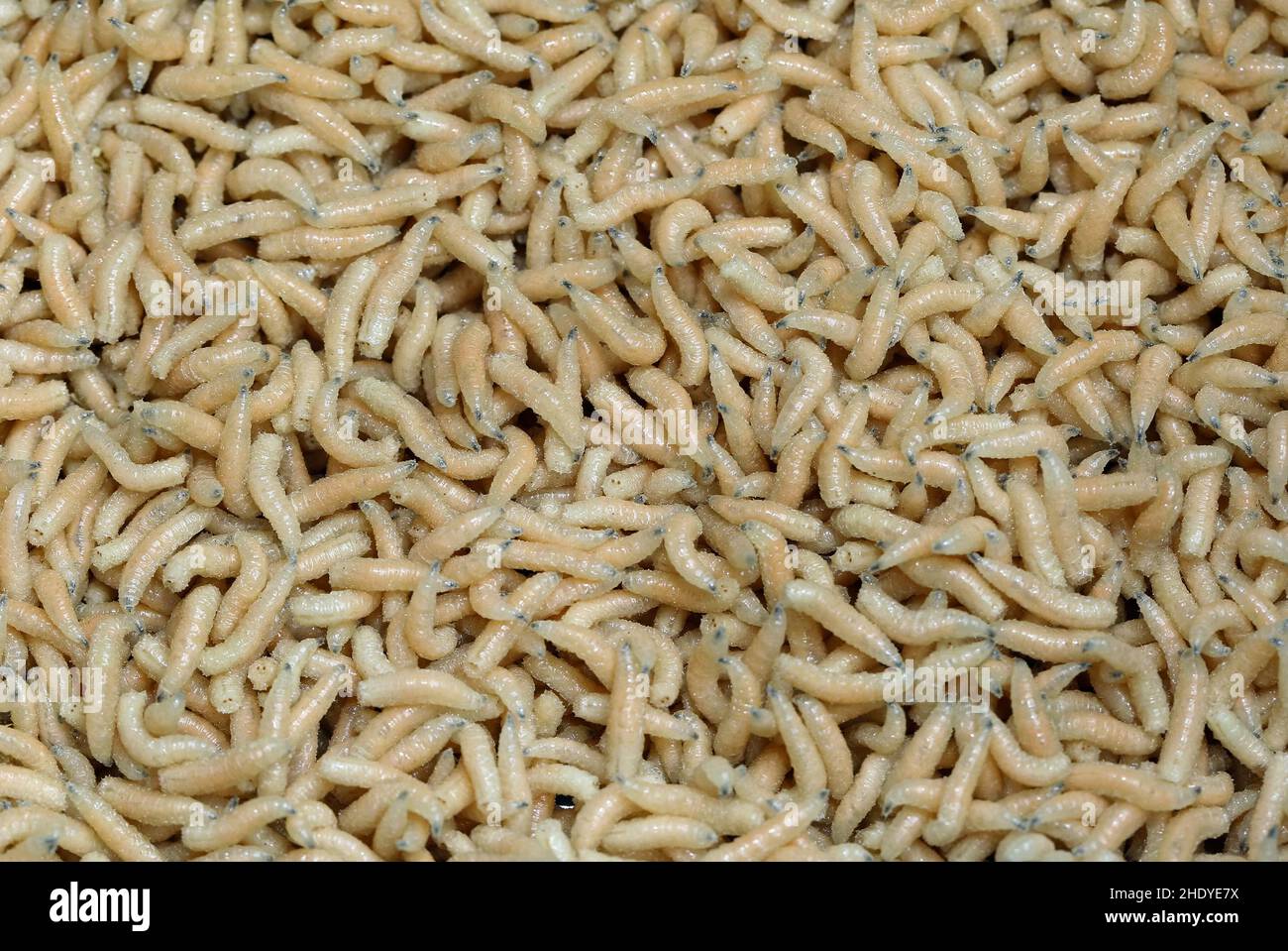 Maggots fish food hi-res stock photography and images - Alamy