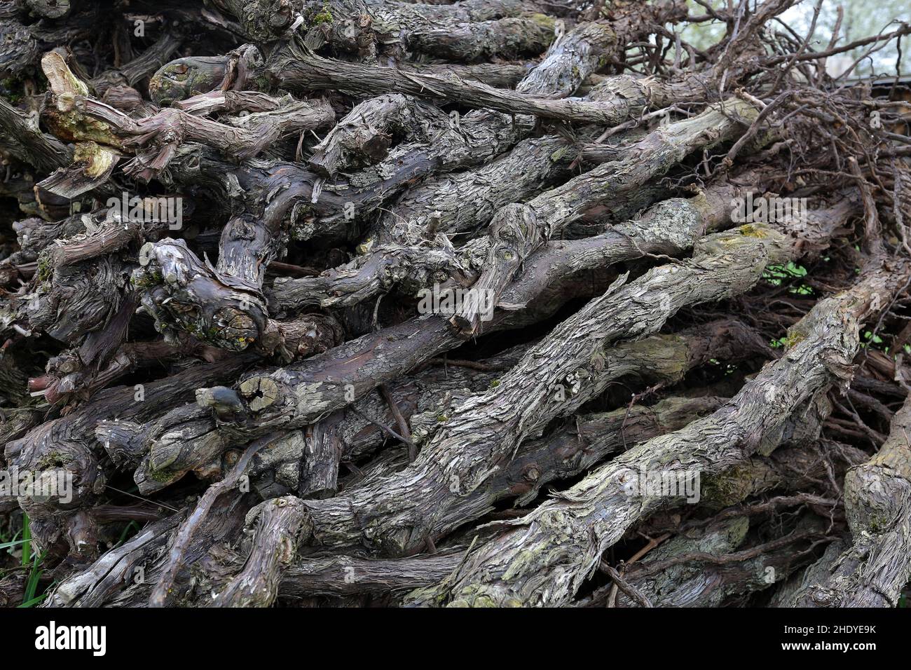 burl, grapevine wood, burls Stock Photo - Alamy