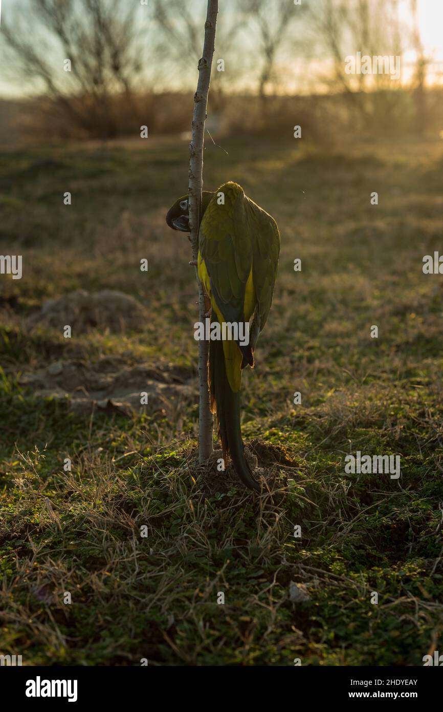 Burrowing parrot biting on his branch Stock Photo - Alamy
